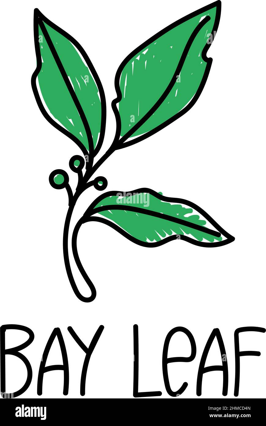 bay leaf, drawn element in doodle style. Packaging design template logo ...
