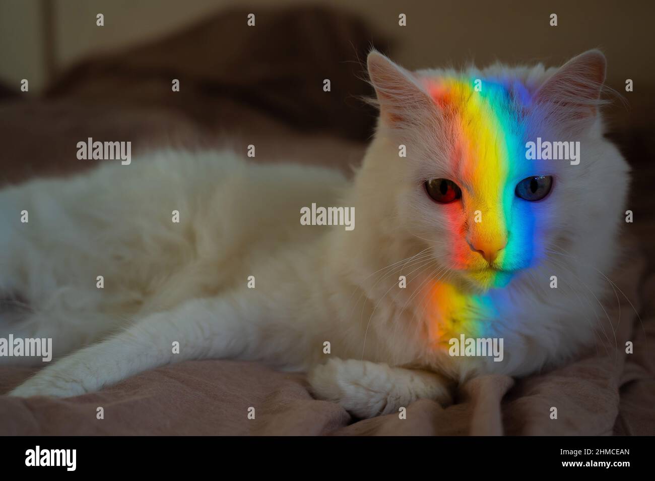 White fluffy cat with a rainbow of light on its face Stock Photo - Alamy