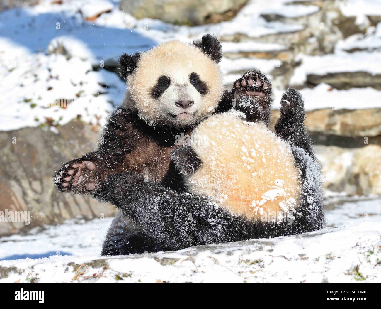 Panda china wolong panda center hi-res stock photography and images - Alamy