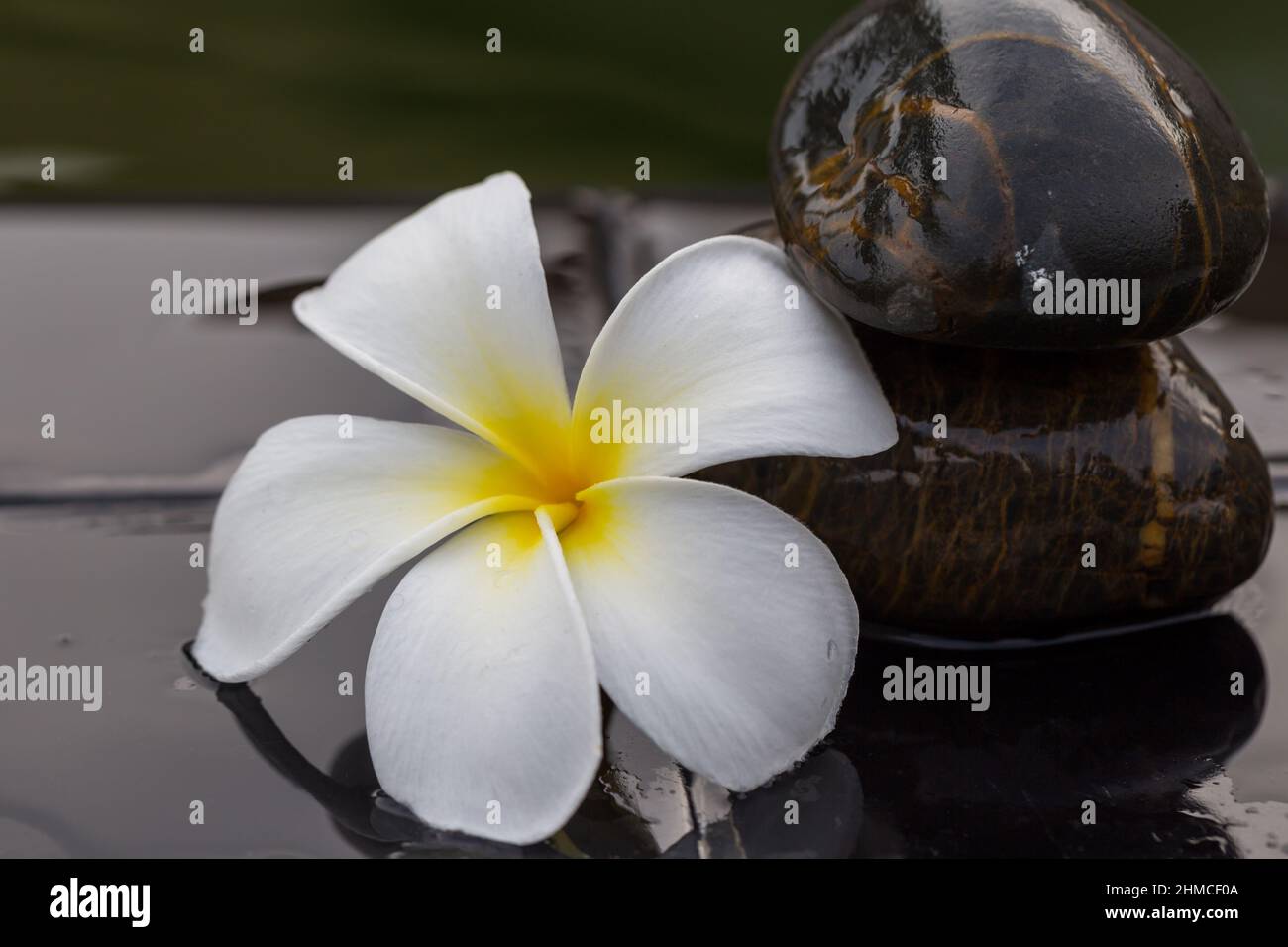 White with yellow plumeria flower on pebble rock and water for spa ...