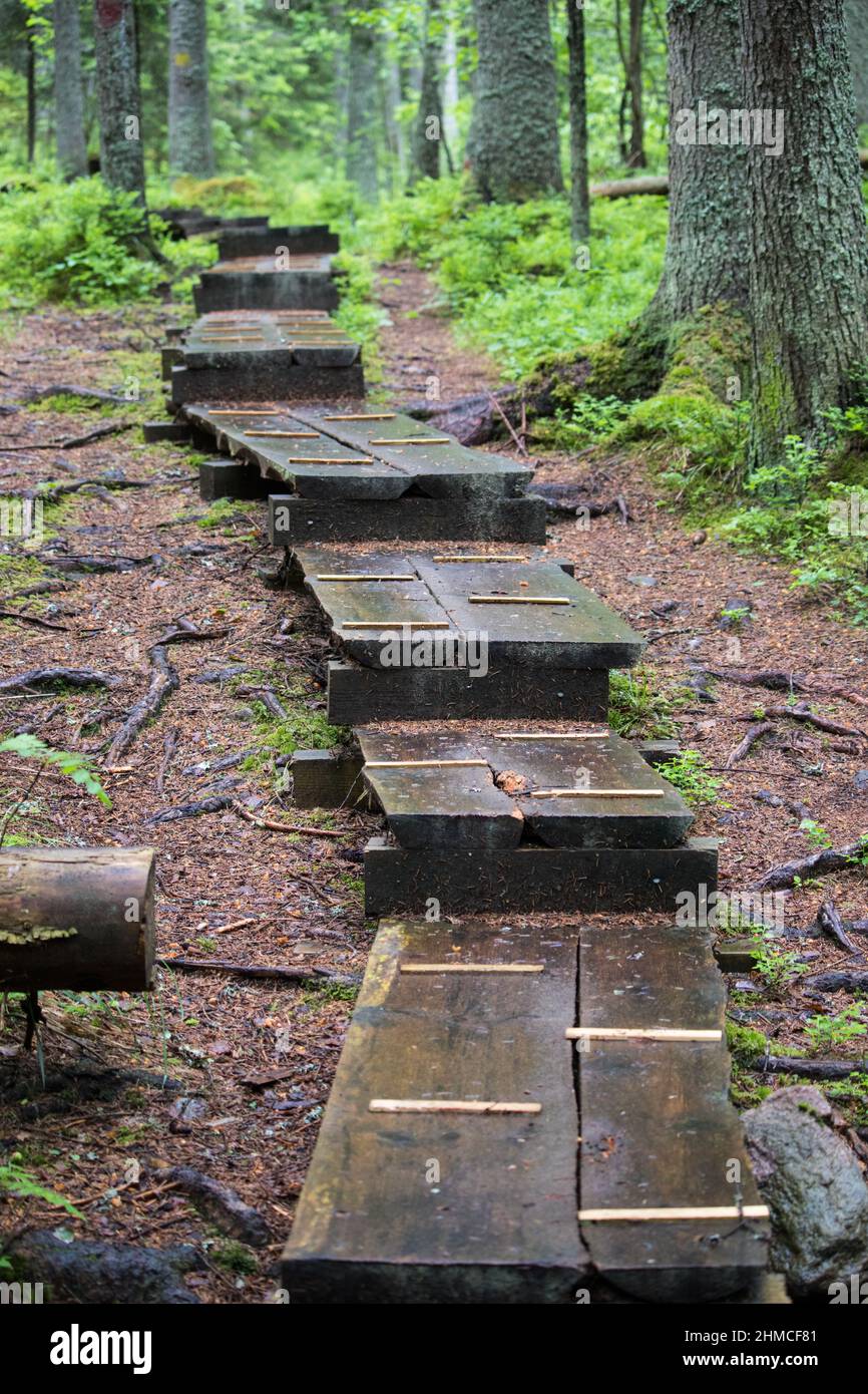 Forest hiking path Stock Photo - Alamy