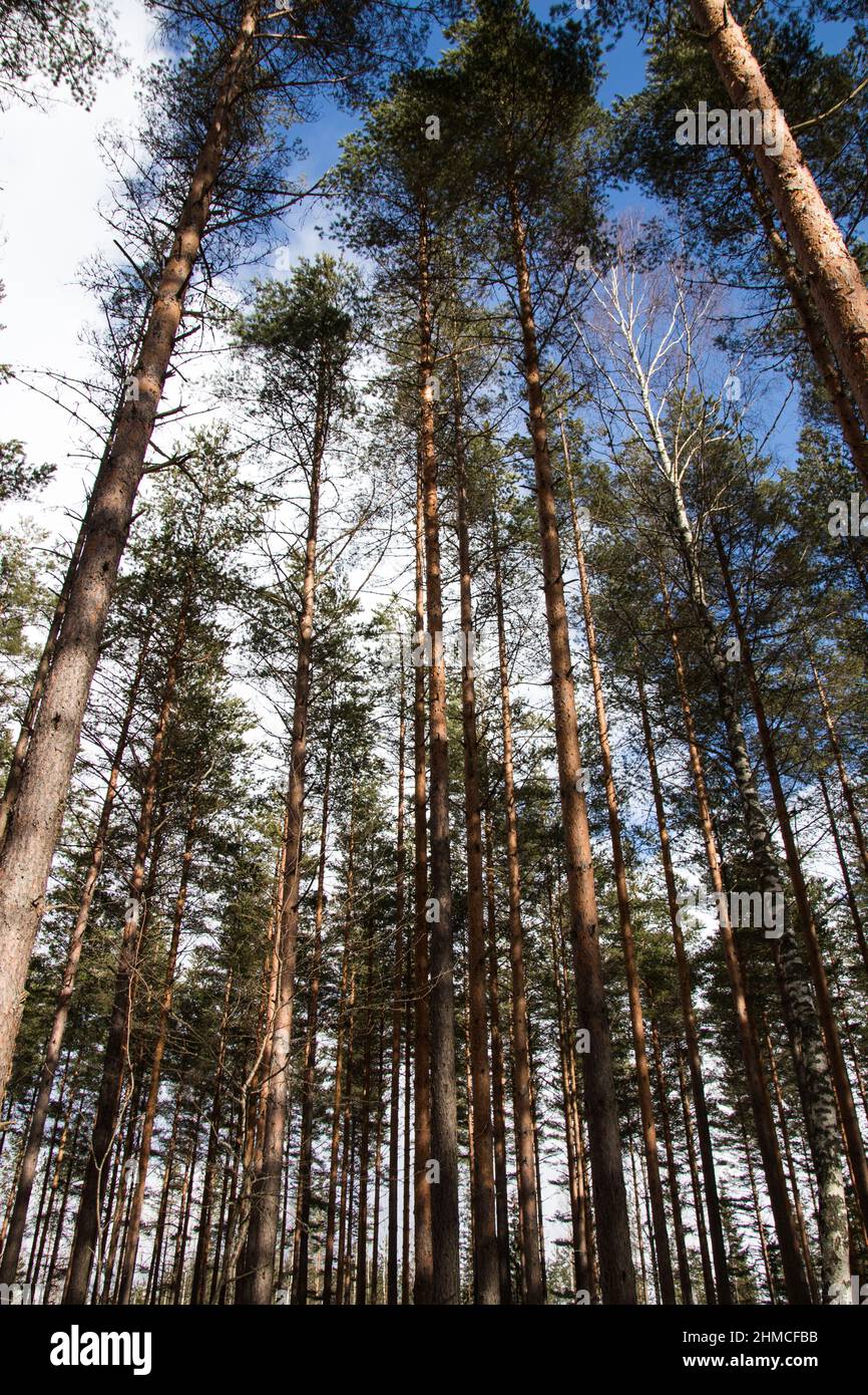 Pine tree forest Stock Photo - Alamy