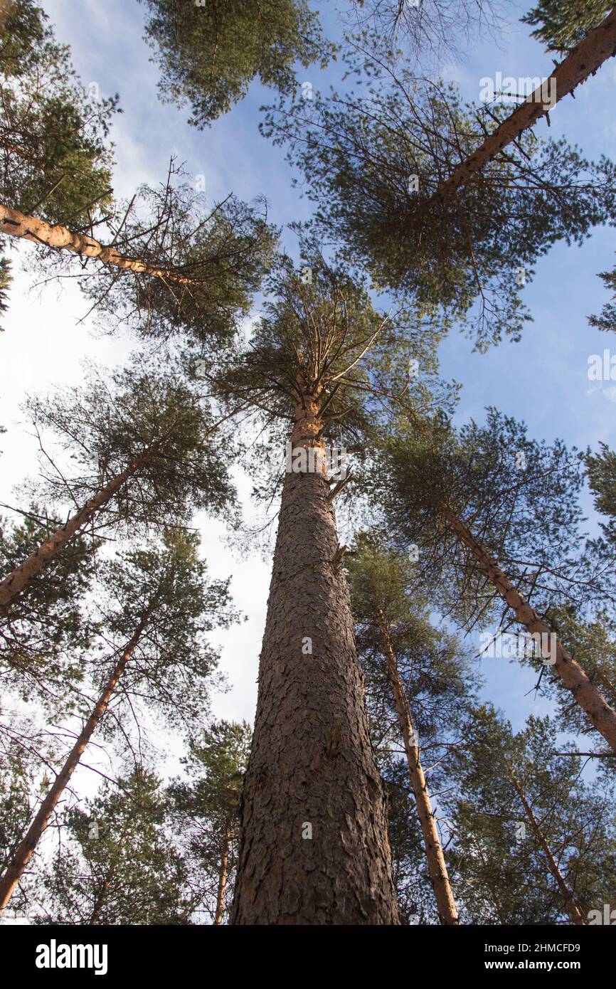 Pine tree forest Stock Photo - Alamy