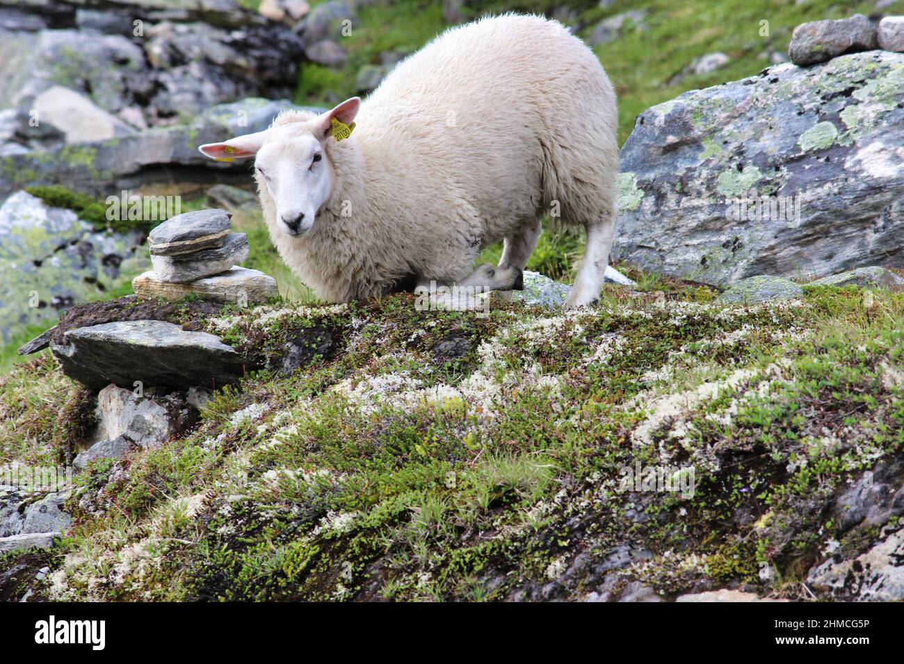 Dalsnibba is a massive Norwegian mountain, located at the end of the ...
