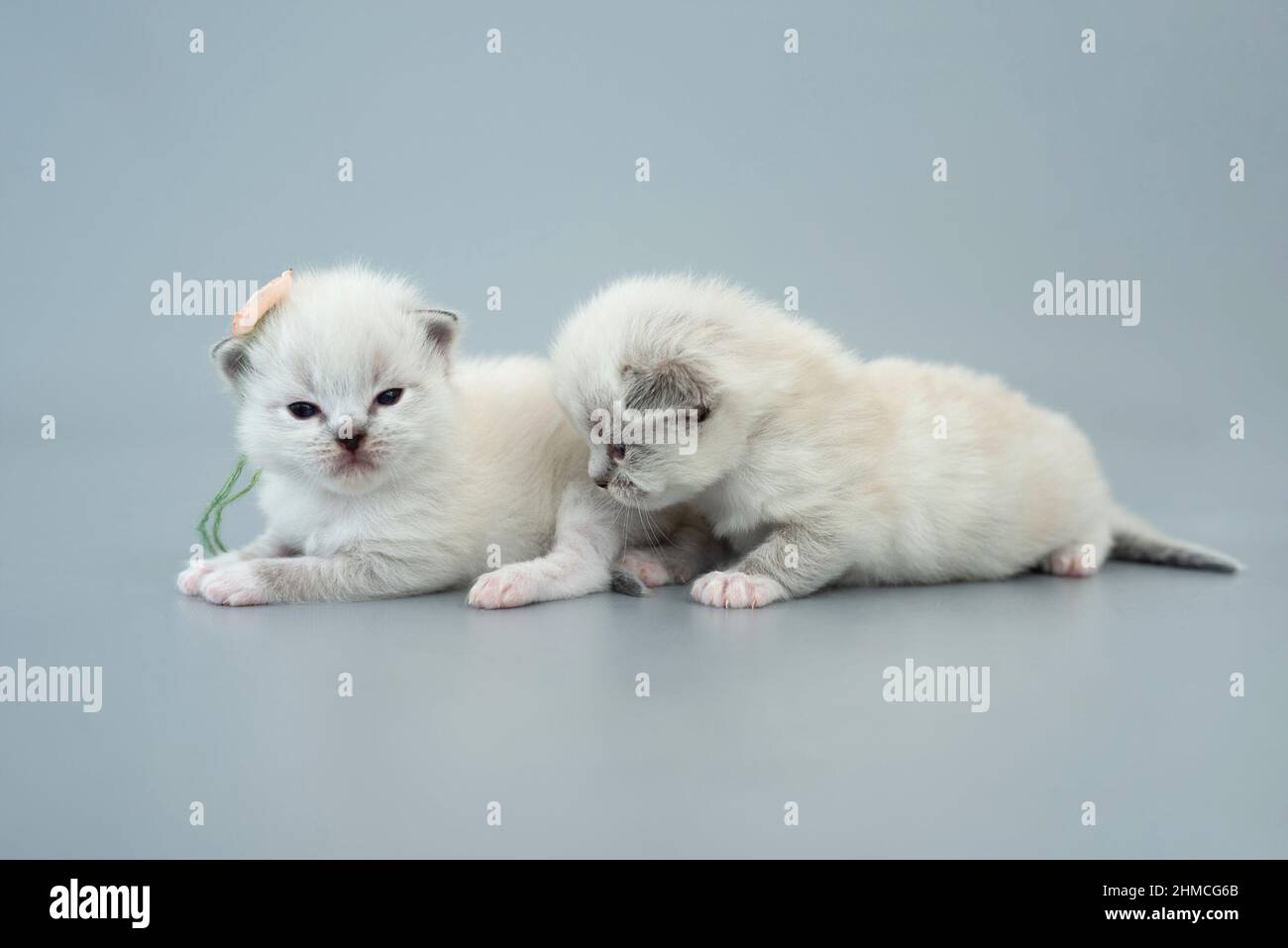 Ragdoll kittens isolated on light blue background Stock Photo - Alamy