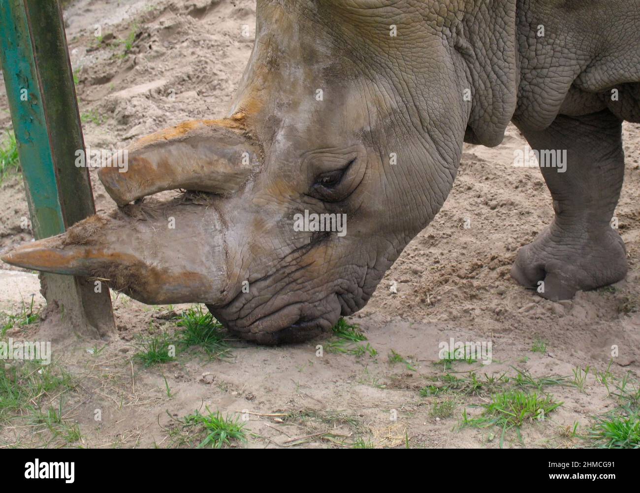 Rhino grazing grass from a sandy ground Stock Photo - Alamy