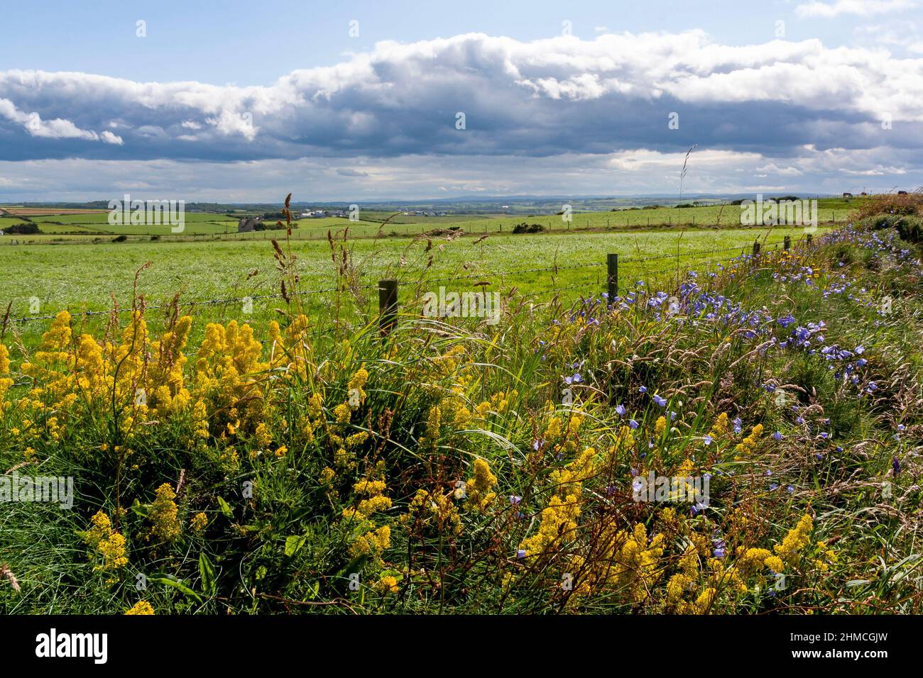 Flowery fields in the North Ireland during the summer Stock Photo - Alamy