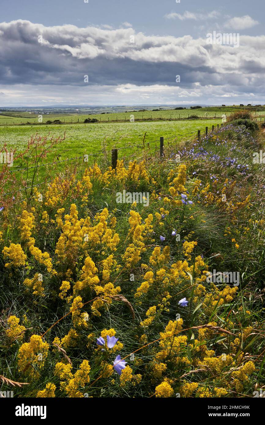 Flowery fields in the North Ireland during the summer Stock Photo - Alamy
