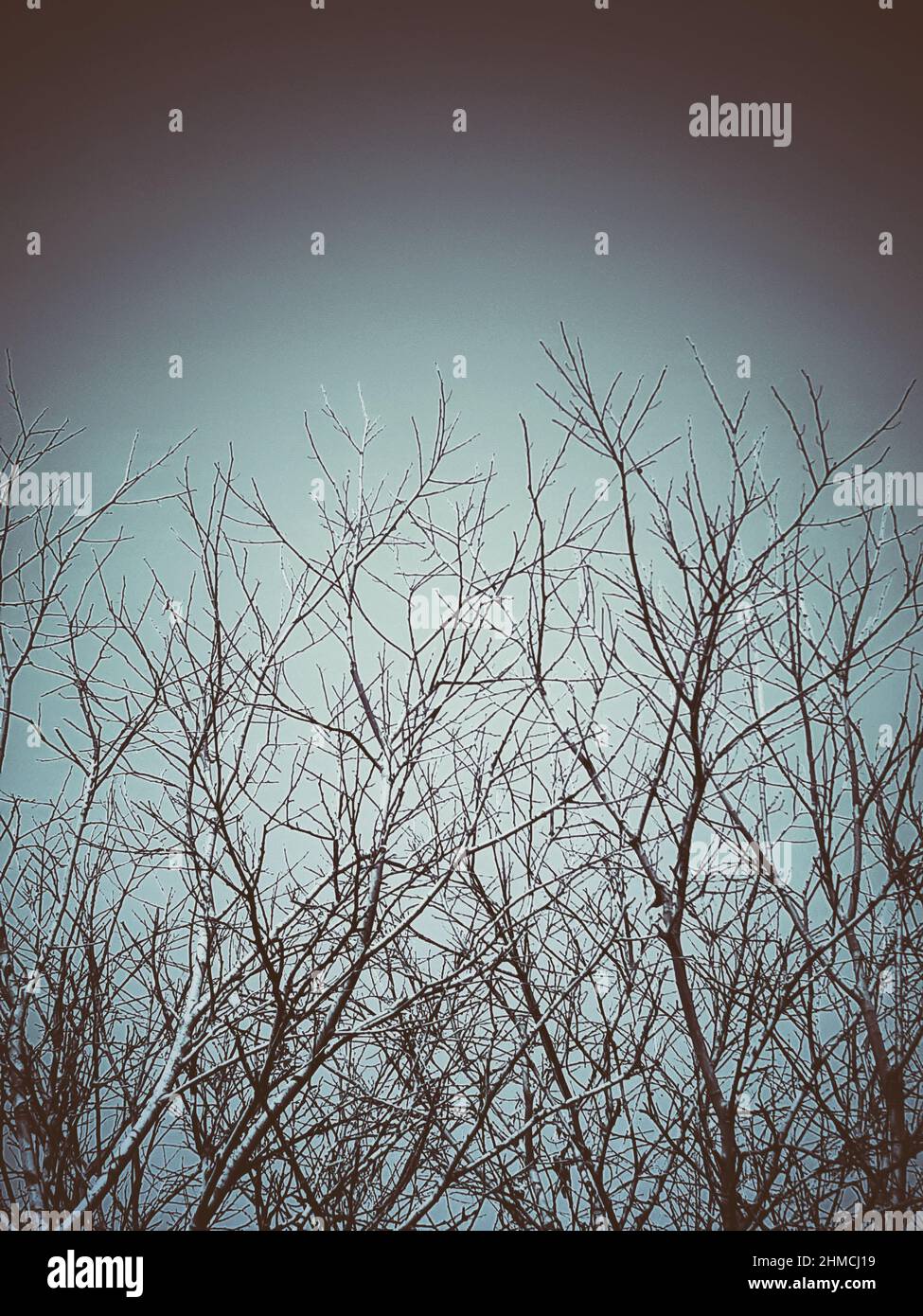 Branches of a tree Stock Photo - Alamy