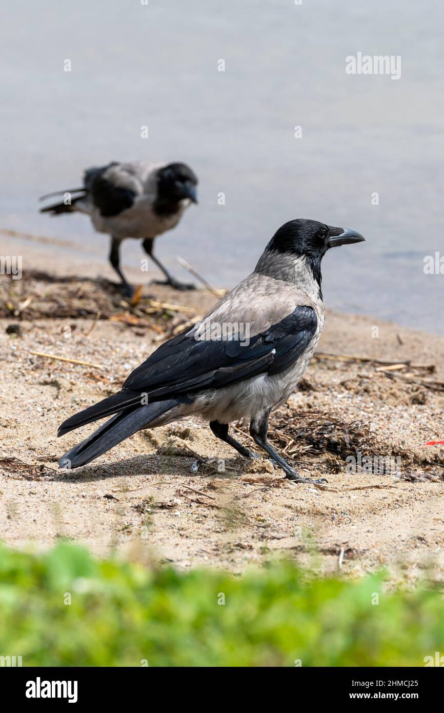 Hooded Crow - Jackdaw standing on the shore of a lake against a blurred ...