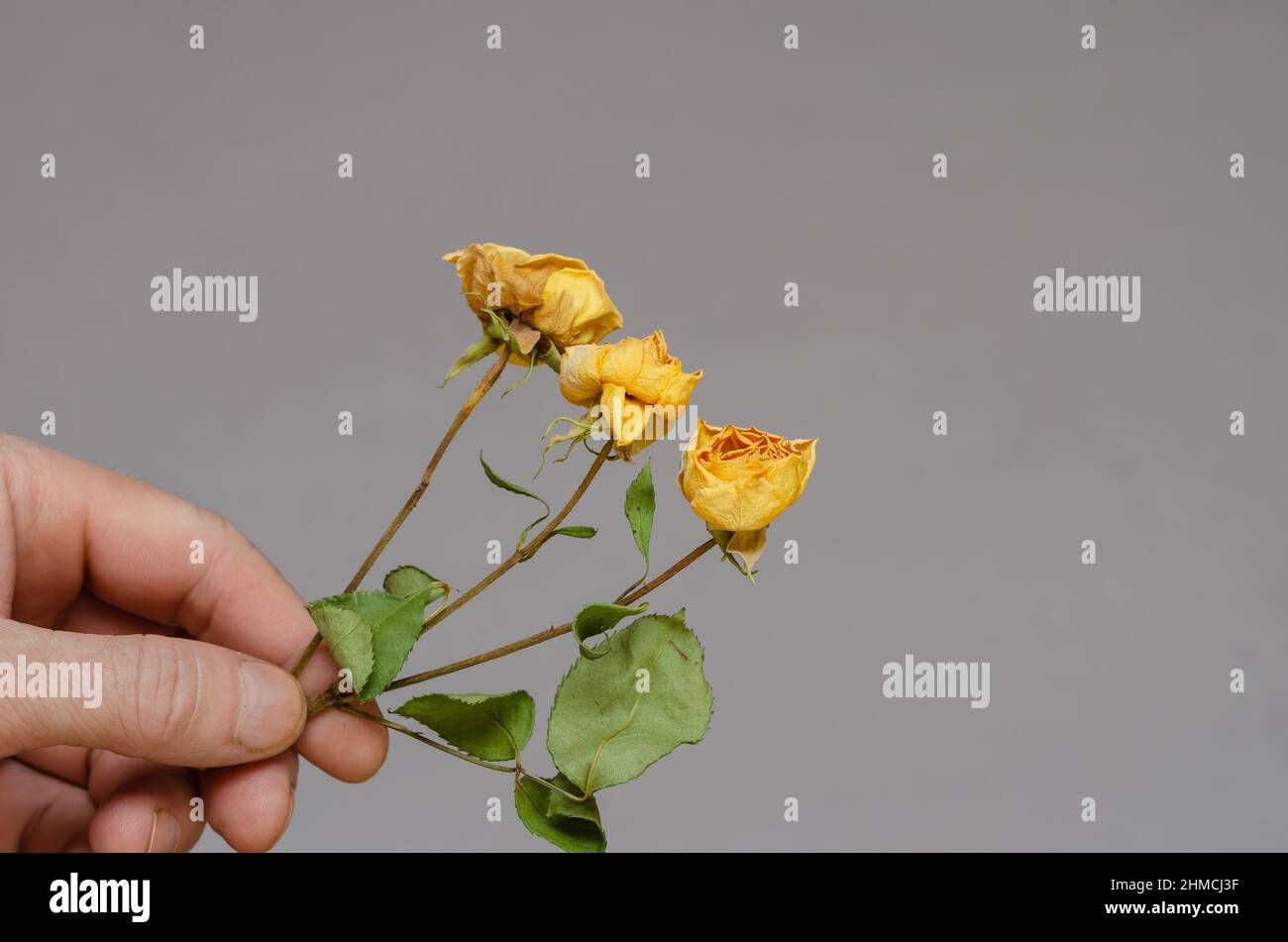 Dead person holding a rose hi-res stock photography and images - Alamy