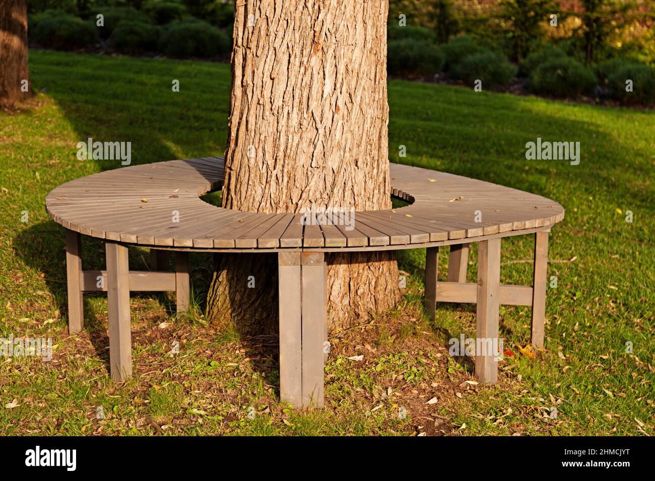 Tree of life with circle around hi-res stock photography and images - Alamy
