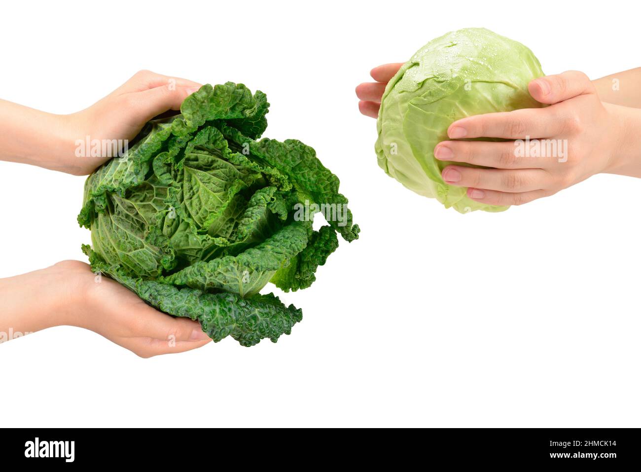 Cabbage in woman hand isolated on white background Stock Photo - Alamy