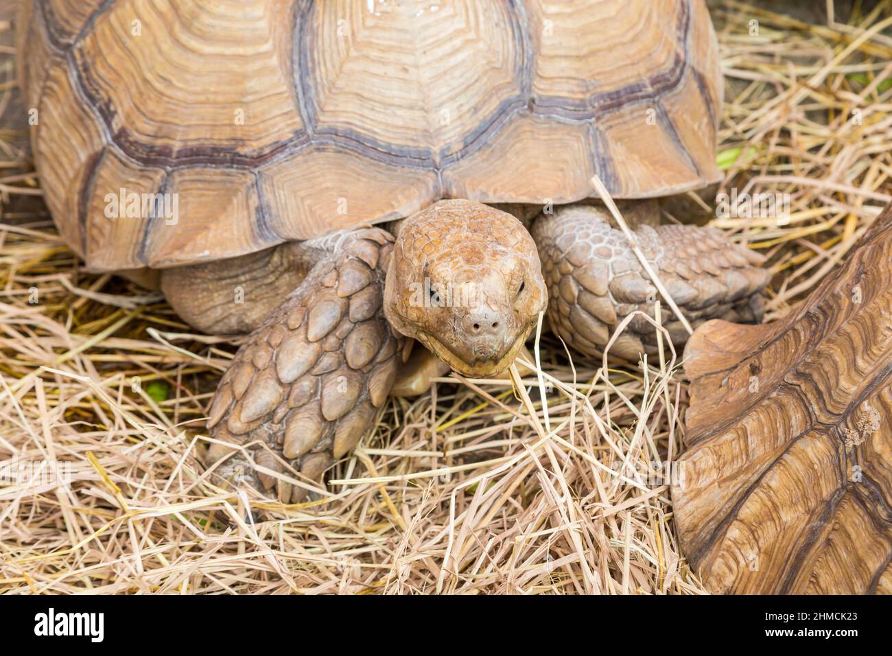Galapagos giant tortoise crawling Stock Photo - Alamy