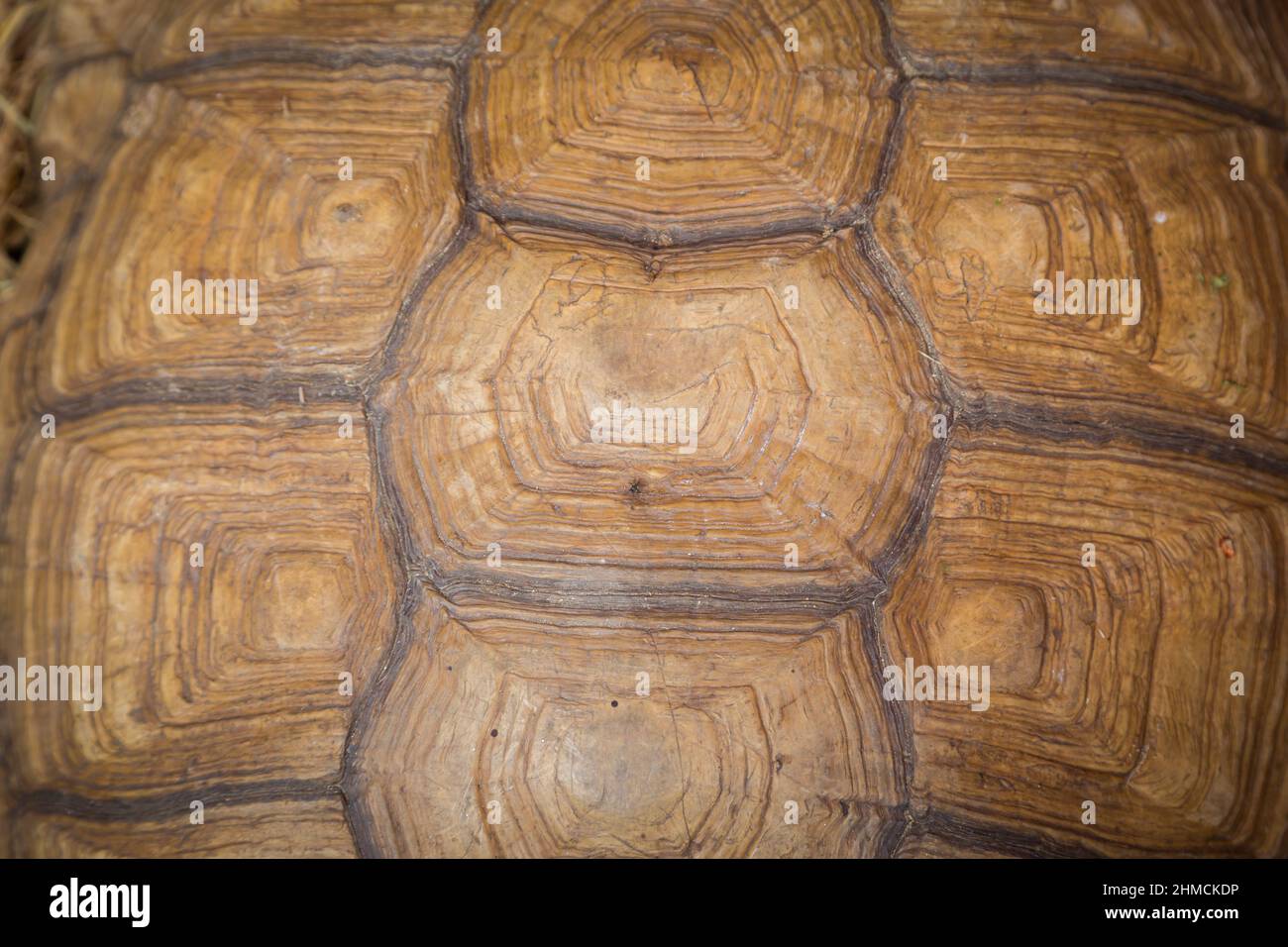 Giant tortoise shell background Stock Photo - Alamy