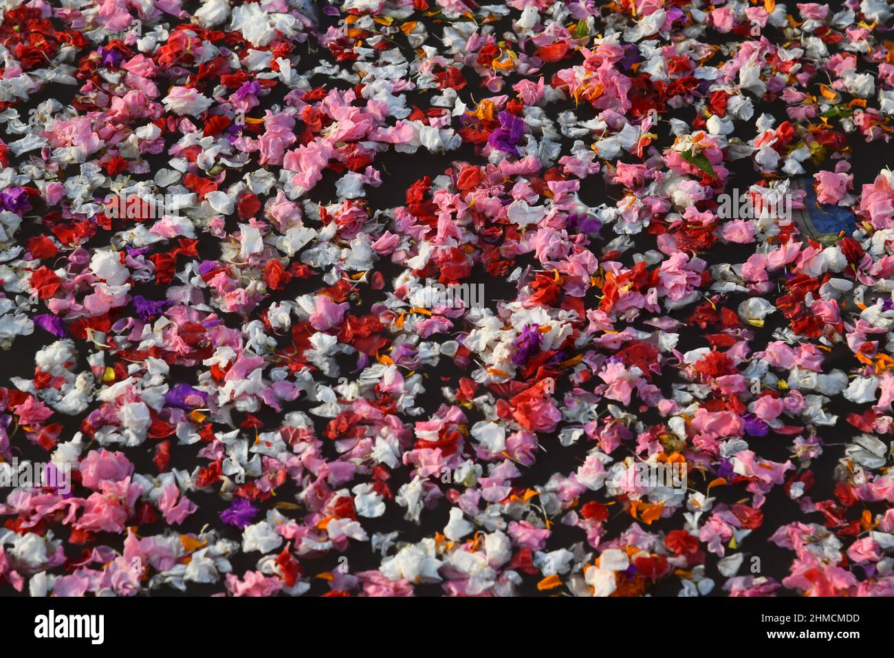 Floating flower petals on the Ganges. Kolkata, West Bengal, India Stock ... Floating flower petals on the Ganges. Kolkata, West Bengal, India Stock ...