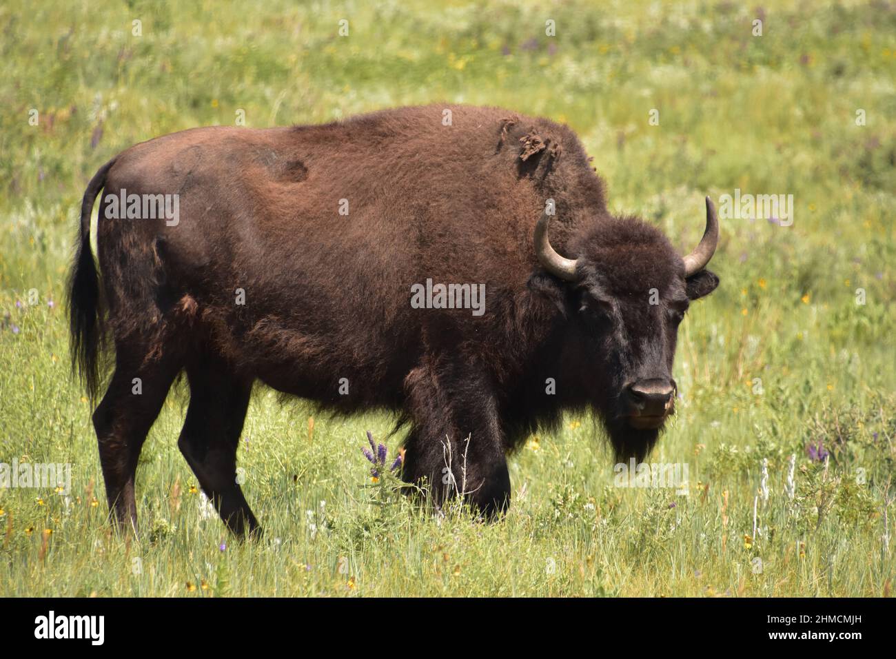 Regal American buffalo standing in a large grass filled meadow Stock ...