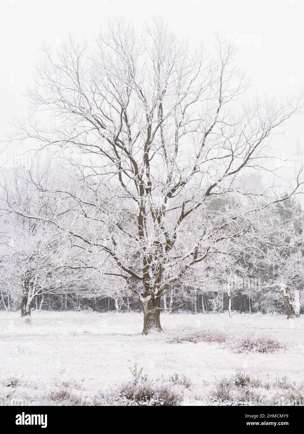 Baum frost hi-res stock photography and images - Alamy