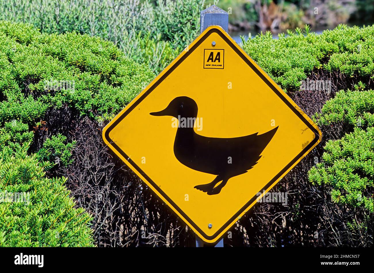 A duck crossing is either a designated place designed to allow ducks to ...