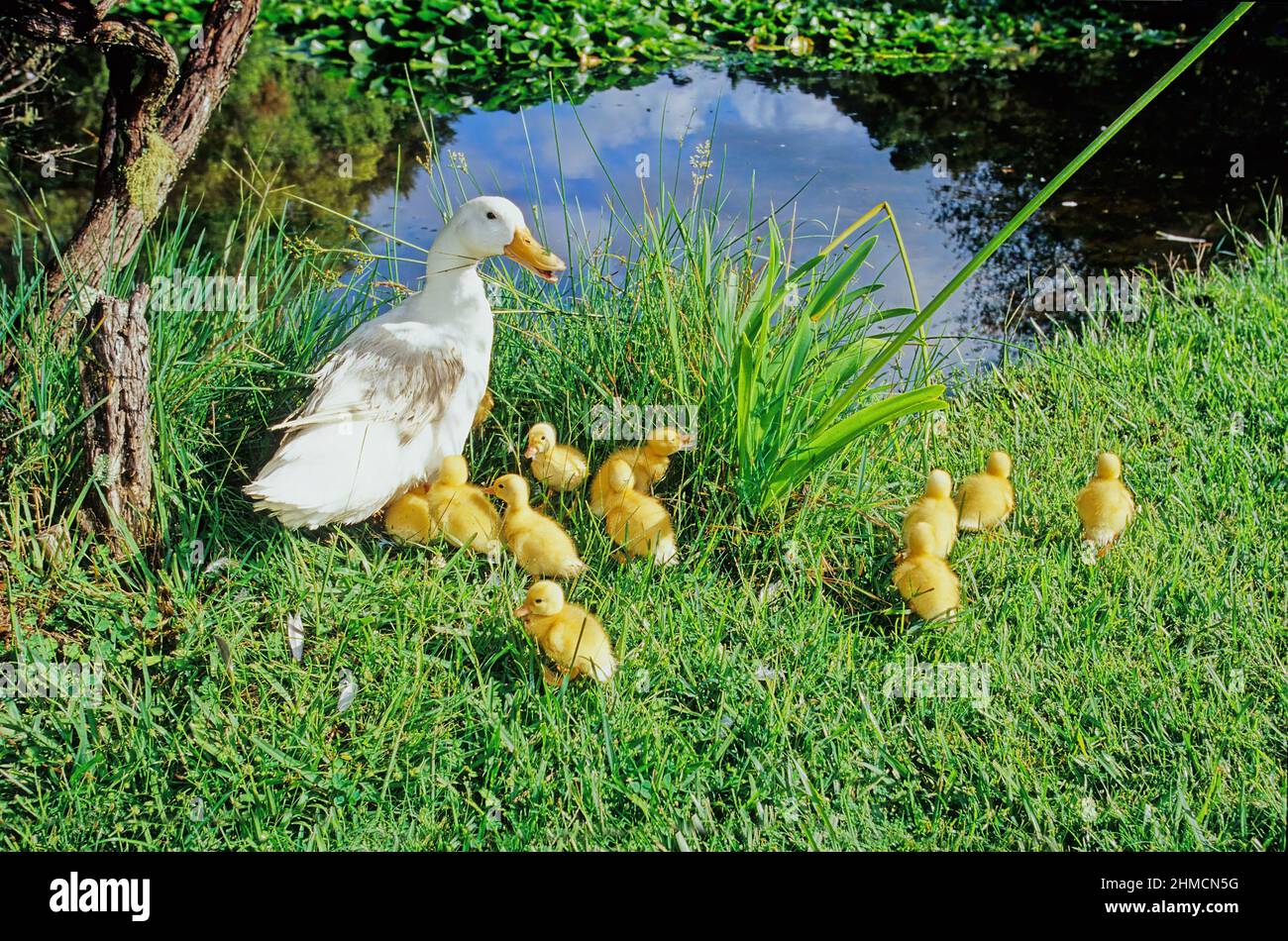 The Pekin or White Pekin is an American breed of domestic duck, raised ...