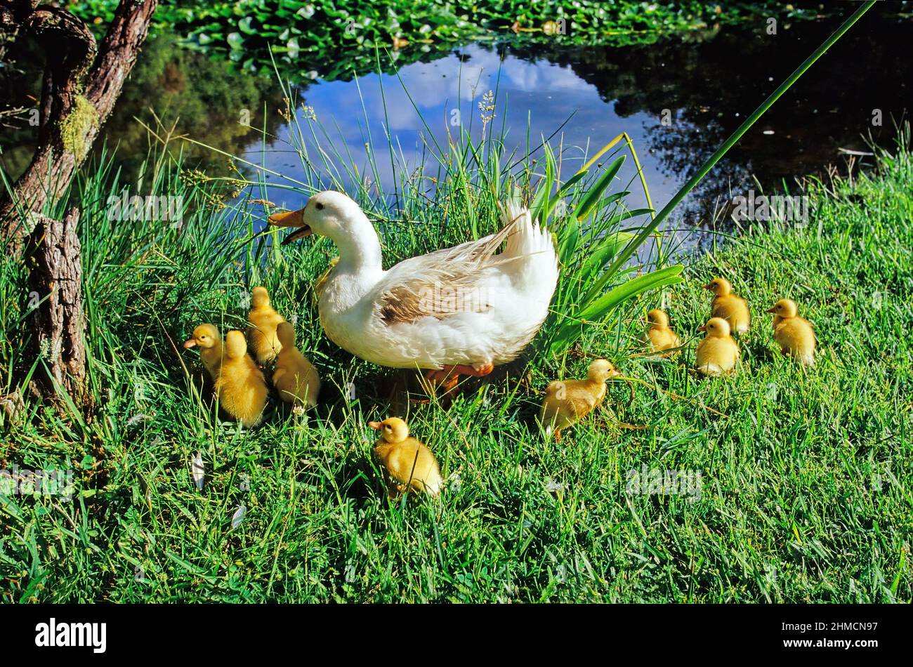The Pekin or White Pekin is an American breed of domestic duck, raised ...
