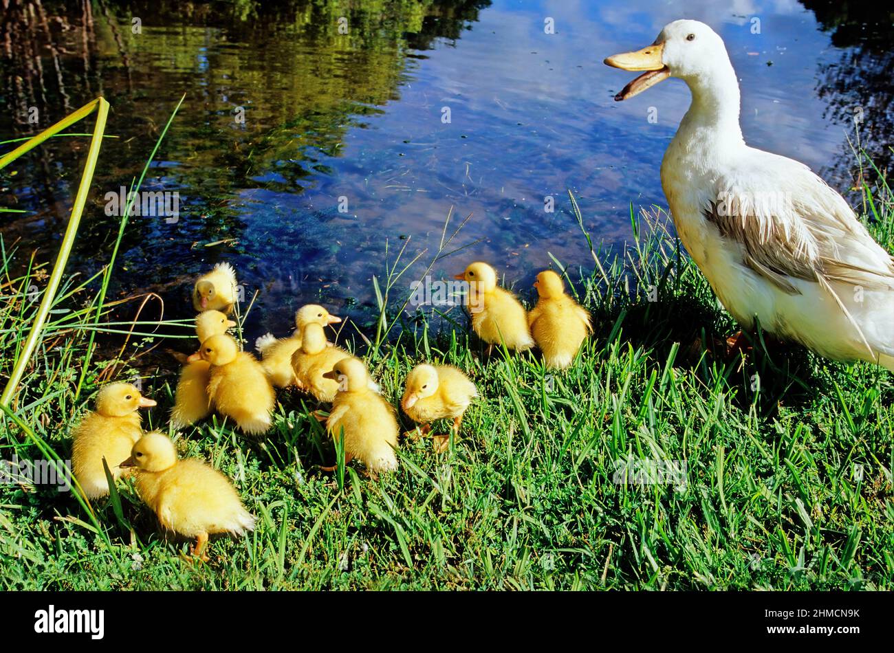 The Pekin or White Pekin is an American breed of domestic duck, raised ...
