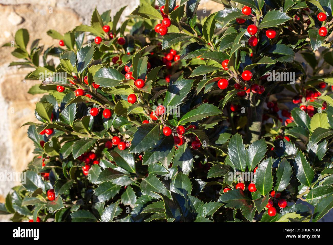 A holly, ilex aquifolium Alaska, with red berries. sunny day. selective ...