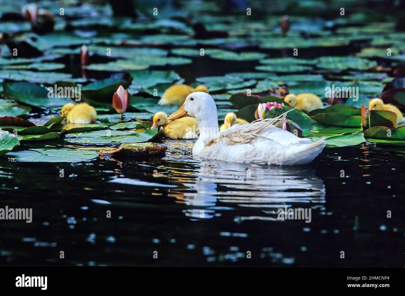 The Pekin or White Pekin is an American breed of domestic duck, raised ...