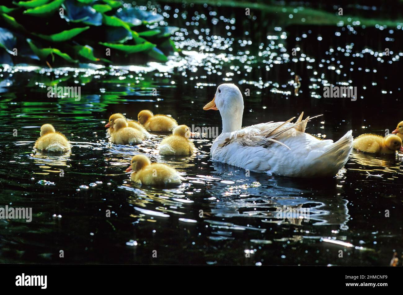 The Pekin or White Pekin is an American breed of domestic duck, raised ...