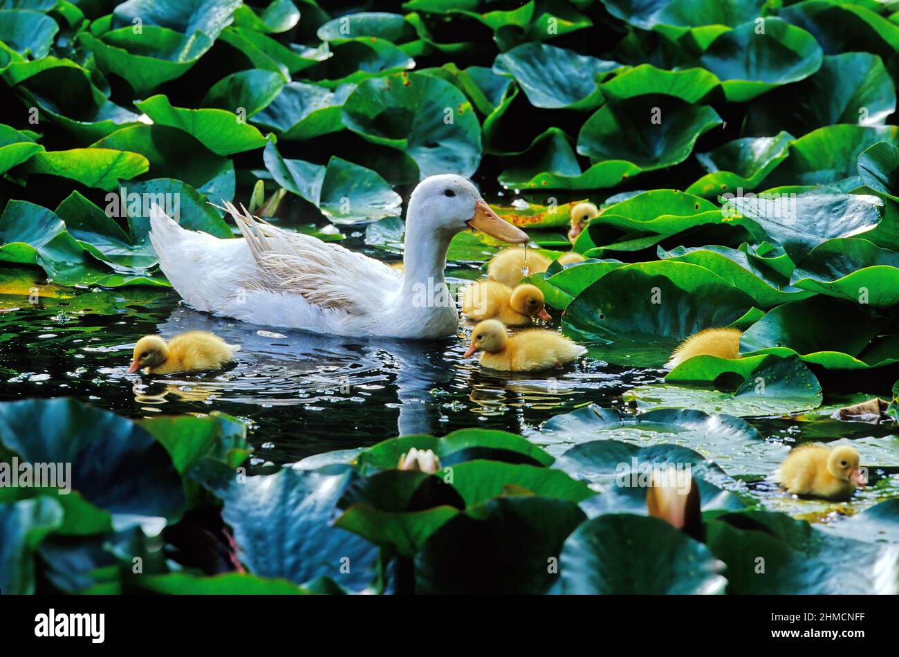 The Pekin or White Pekin is an American breed of domestic duck, raised ...