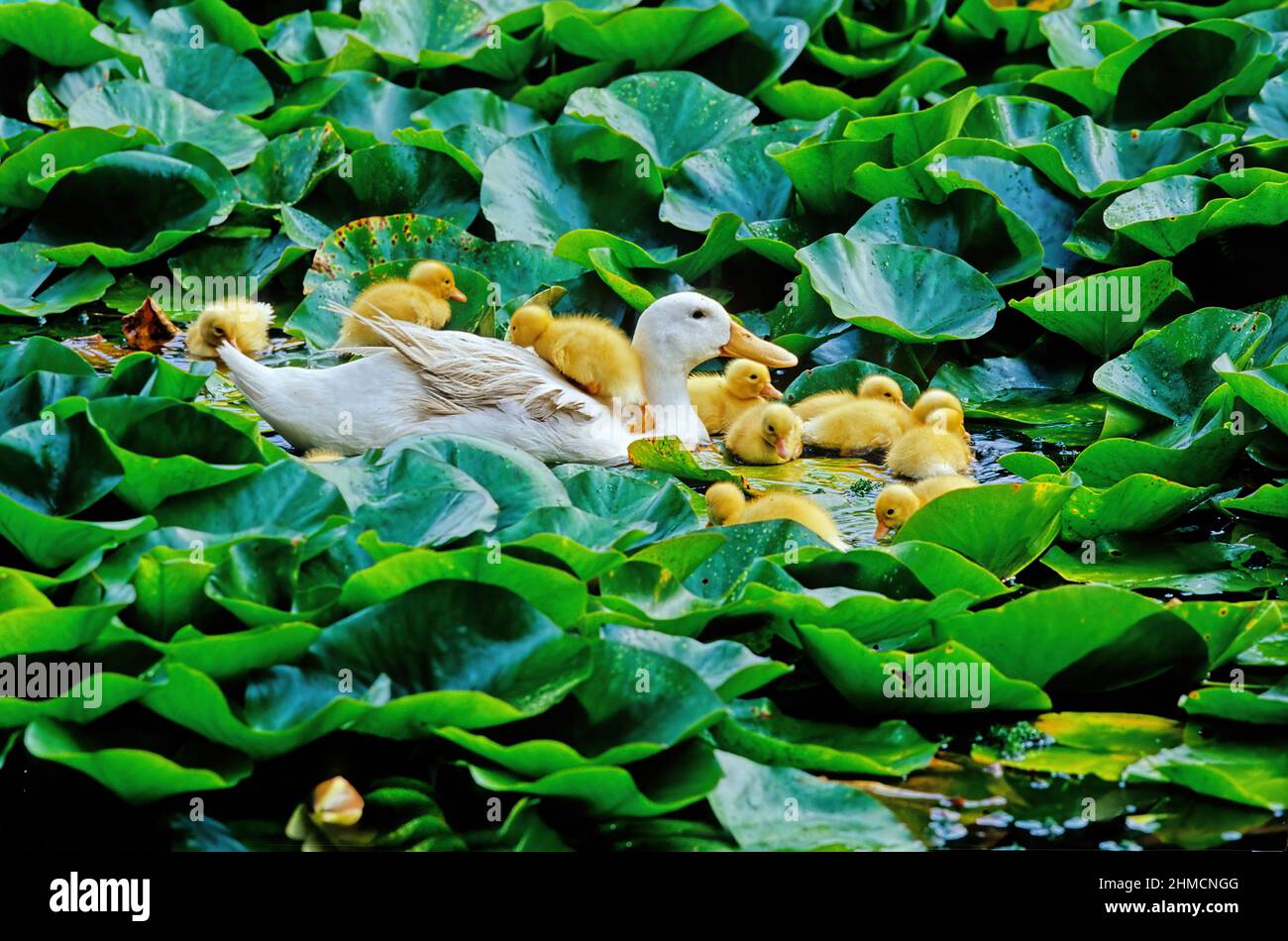 The Pekin or White Pekin is an American breed of domestic duck, raised ...