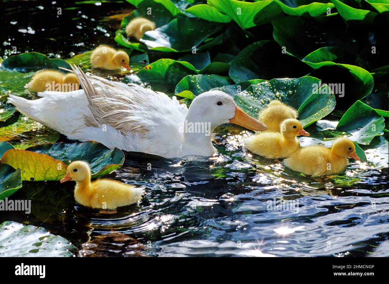 The Pekin or White Pekin is an American breed of domestic duck, raised ...