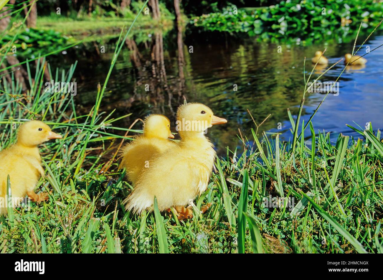 The Pekin or White Pekin is an American breed of domestic duck, raised ...
