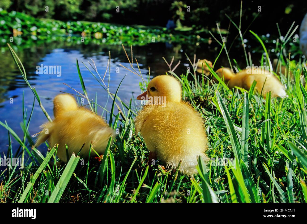 The Pekin or White Pekin is an American breed of domestic duck, raised ...