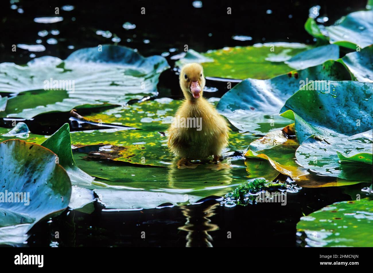 The Pekin or White Pekin is an American breed of domestic duck, raised ...