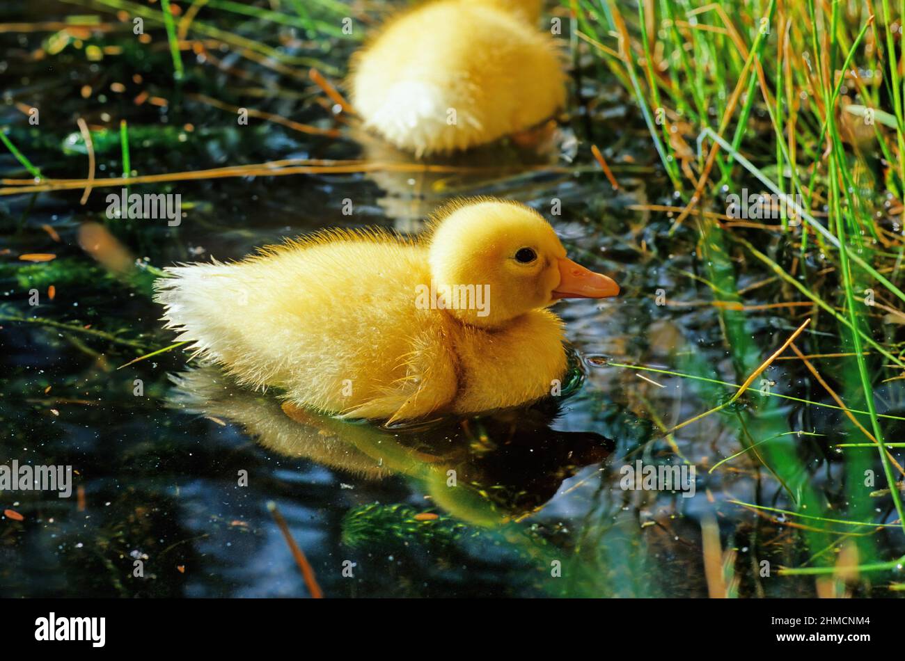 The Pekin or White Pekin is an American breed of domestic duck, raised ...