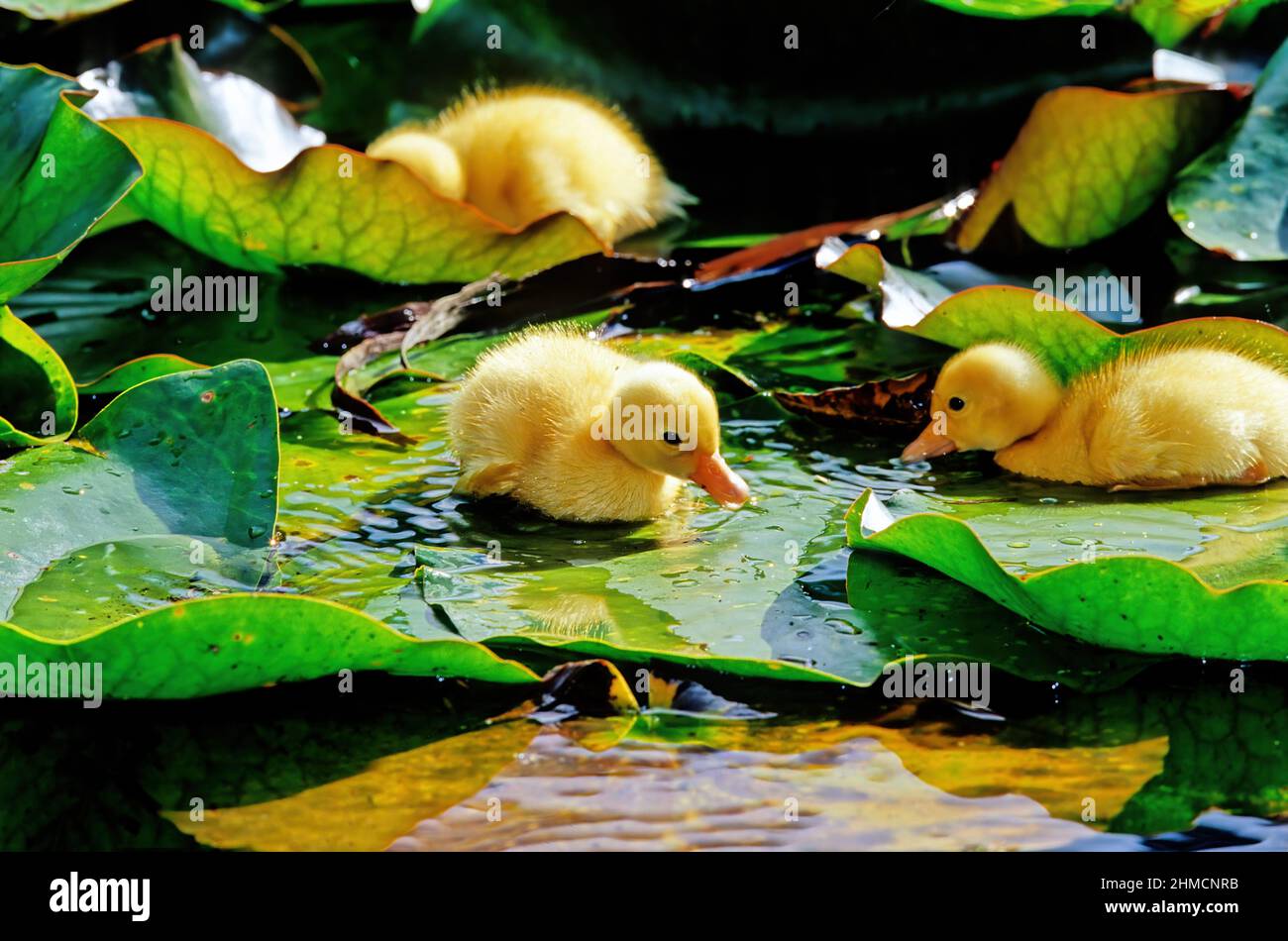The Pekin or White Pekin is an American breed of domestic duck, raised ...