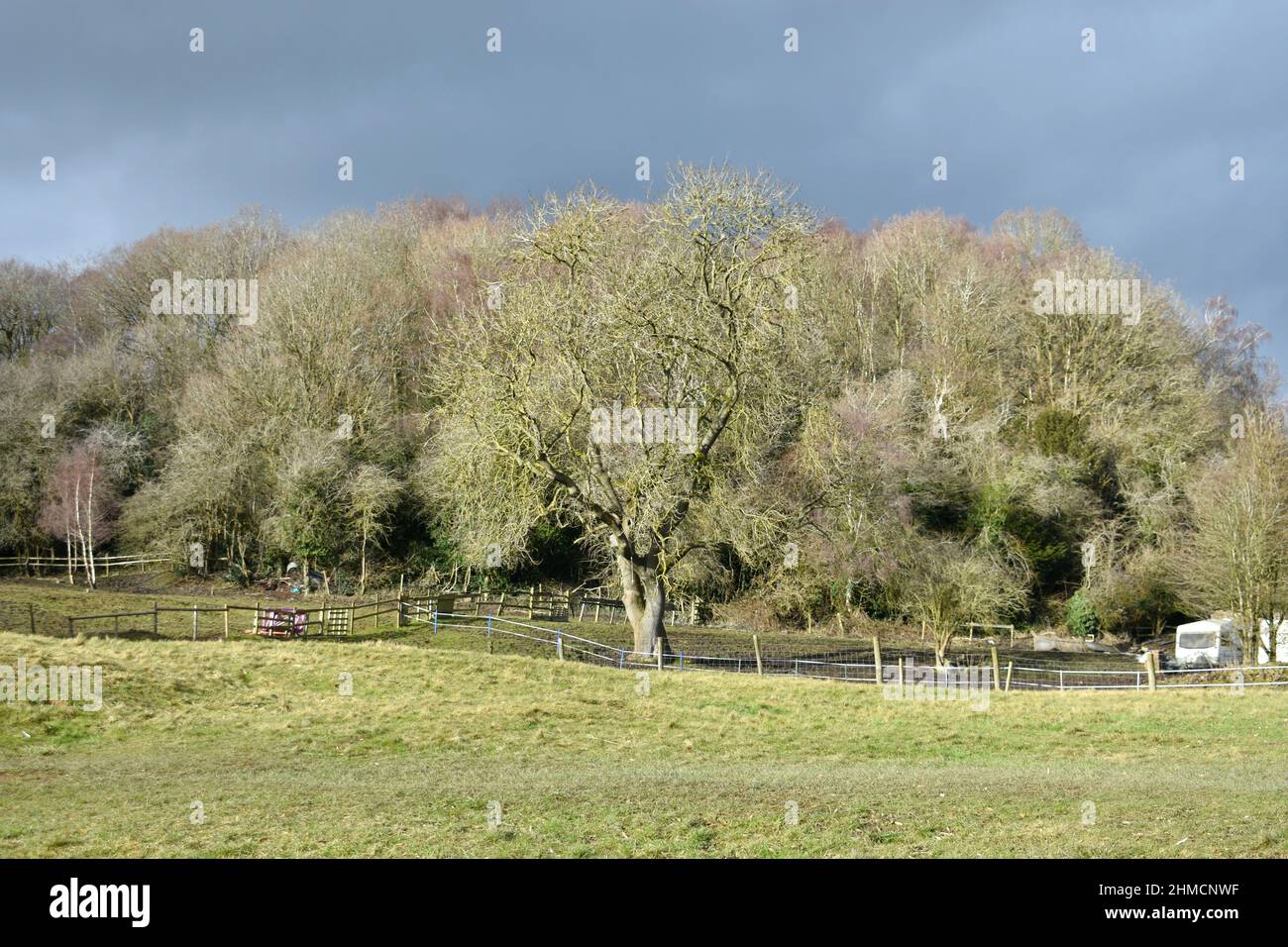 beautiful trees in a small woodland, standing proud in grass with a ...