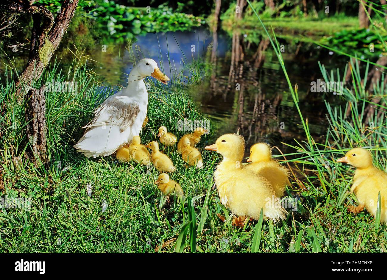 The Pekin or White Pekin is an American breed of domestic duck, raised ...