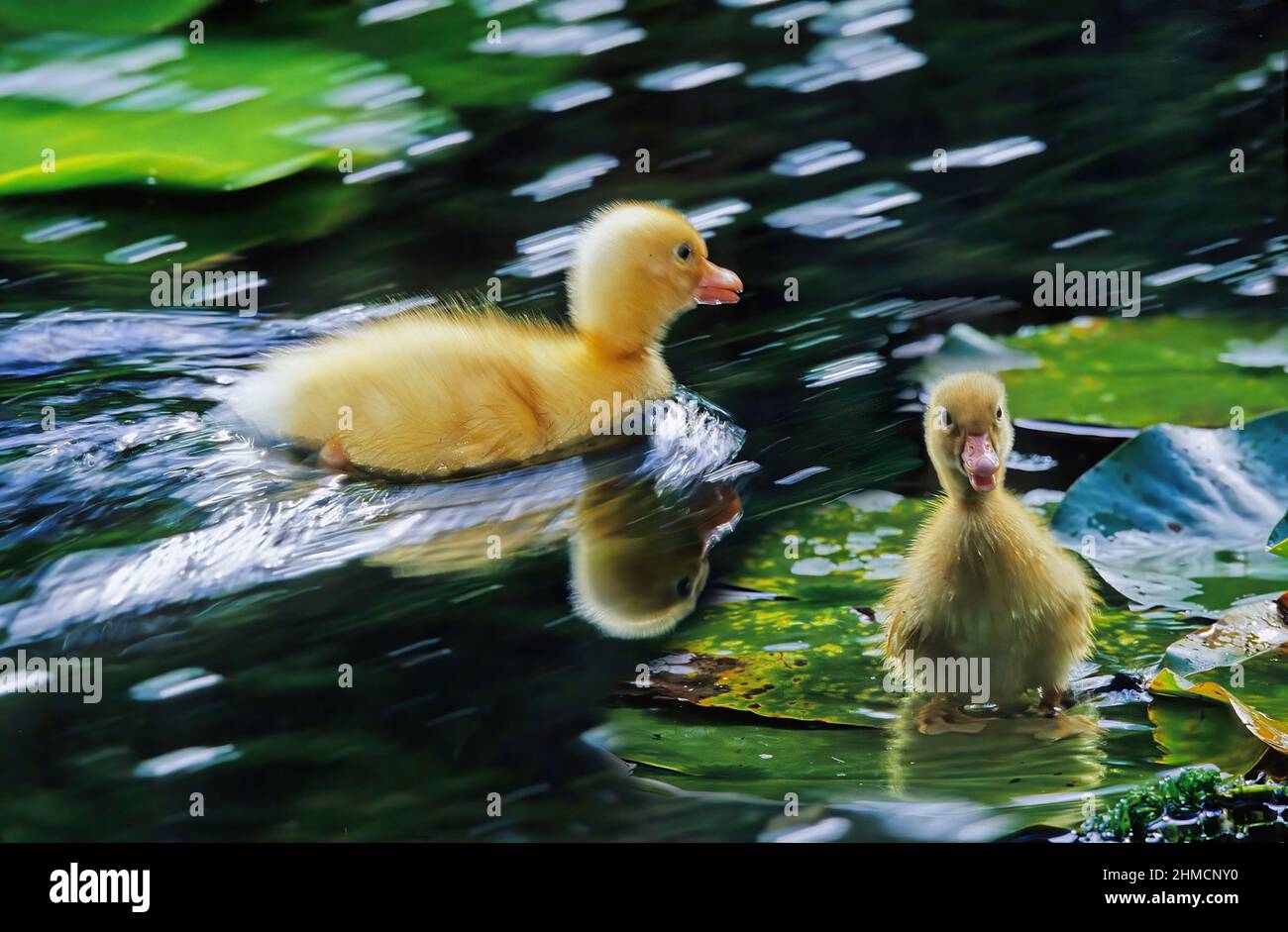 The Pekin or White Pekin is an American breed of domestic duck, raised ...