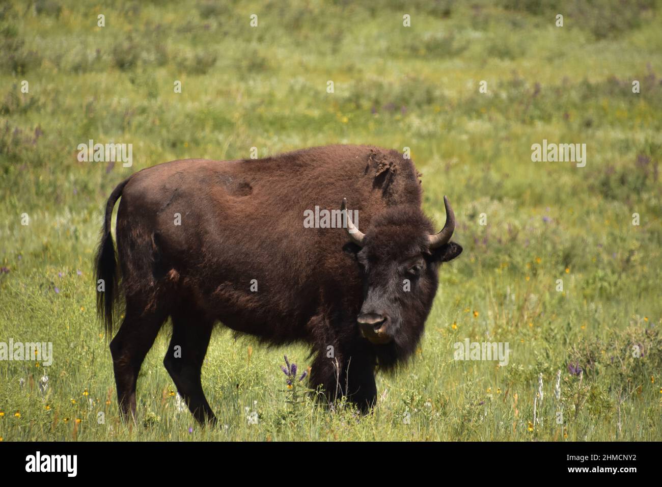 American bison looking back over his shoulder in the summer in North ...