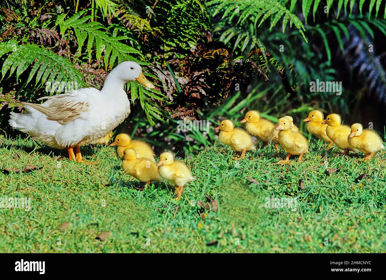 The Pekin or White Pekin is an American breed of domestic duck, raised ...