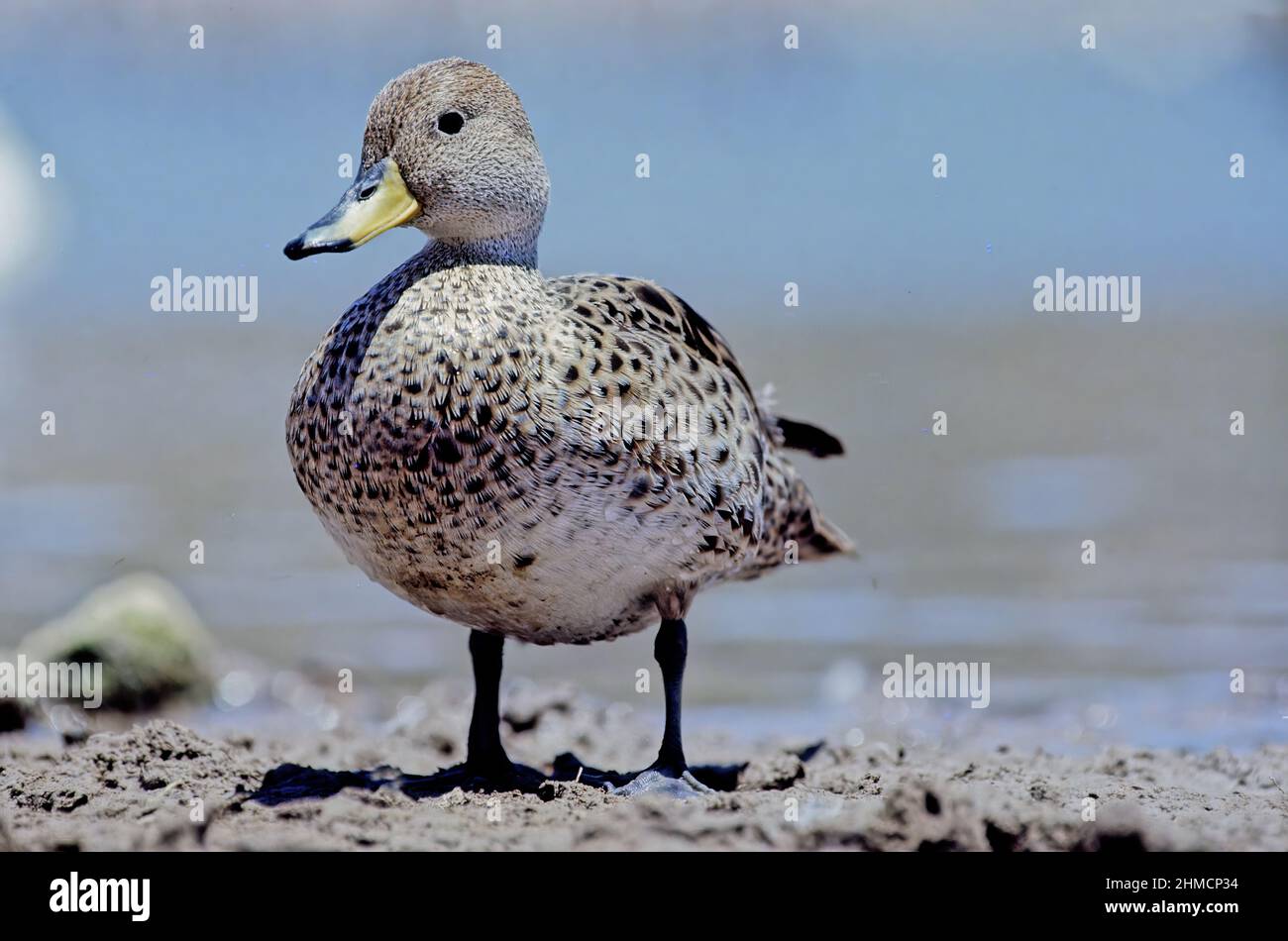 The mallard or wild duck (Anas platyrhynchos) is a dabbling duck that ...