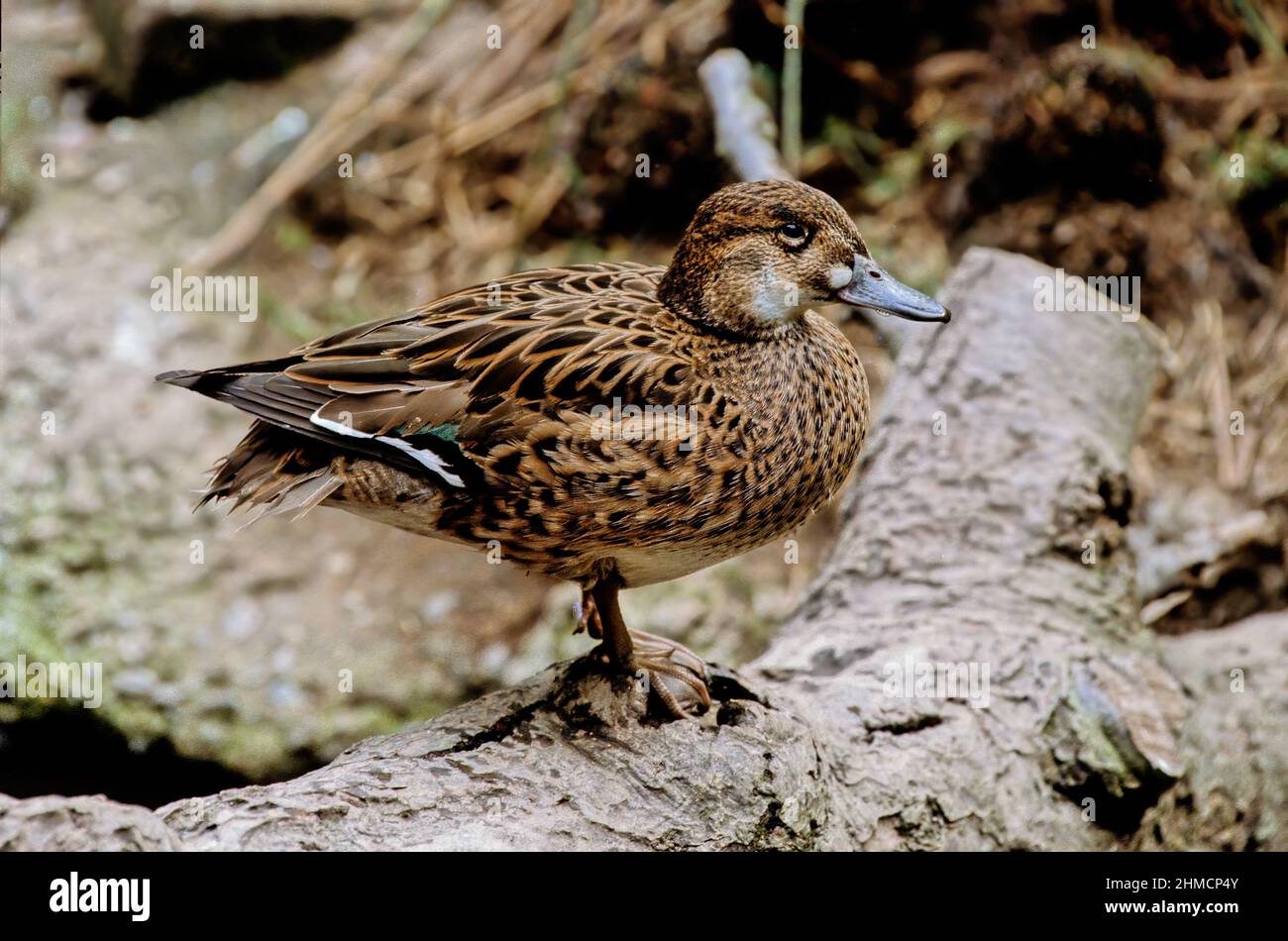 The Baikal teal (Sibirionetta formosa), also called the bimaculate duck ...