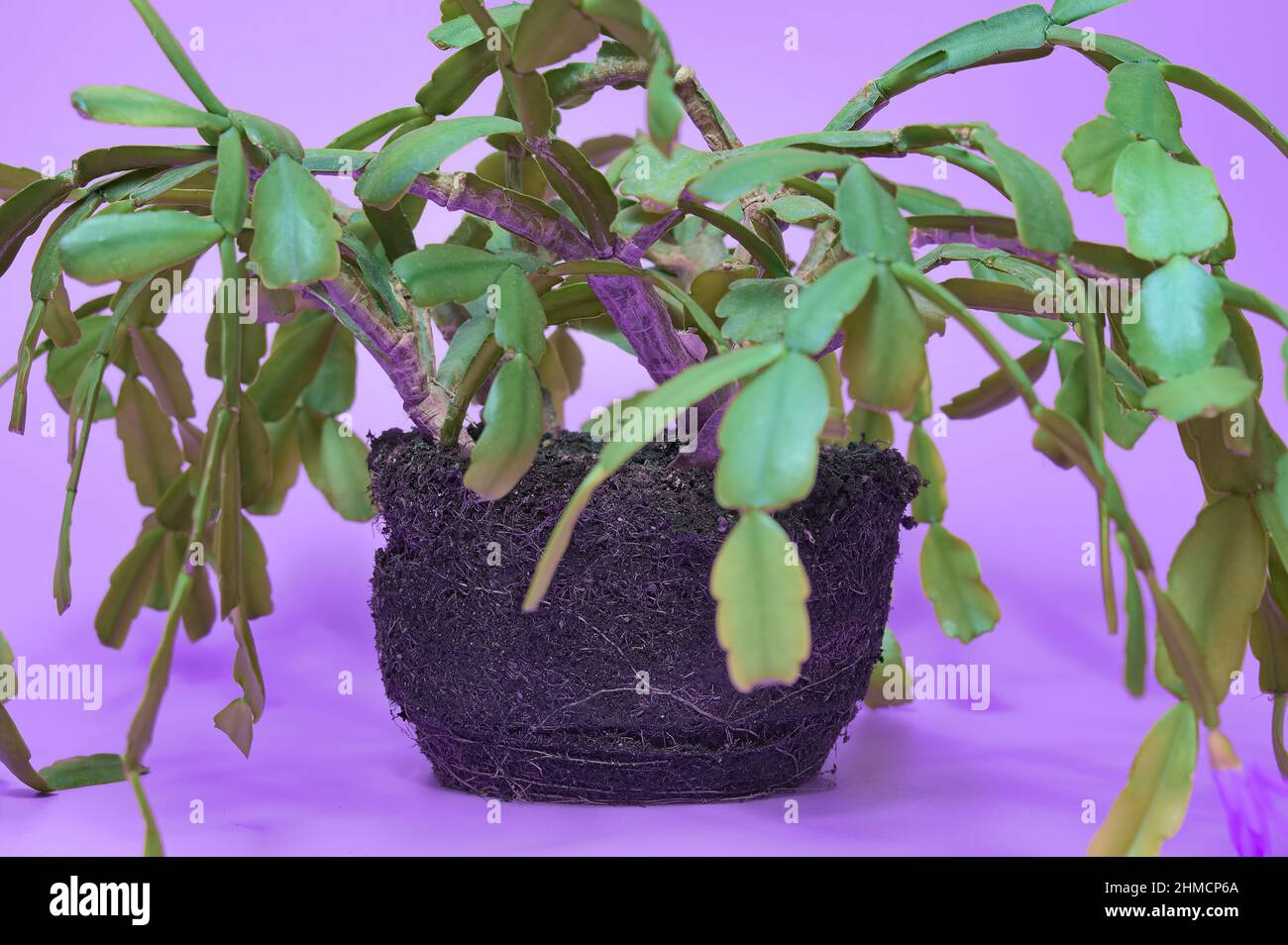 Plants without roots hi-res stock photography and images - Alamy