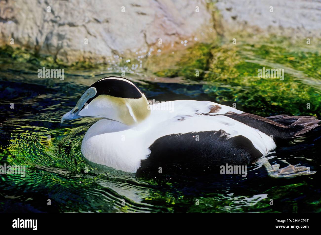 The common eider (Somateria mollissima), also called St. Cuthbert's ...
