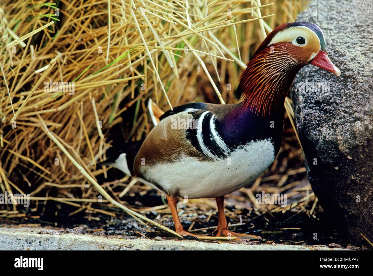 The mandarin duck (Aix galericulata) is a perching duck species native ...