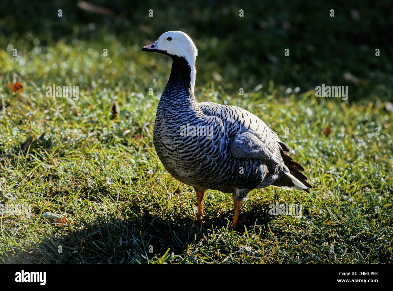 The emperor goose (Anser canagicus), also known as the beach goose or ...