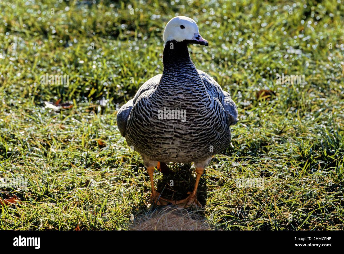 The emperor goose (Anser canagicus), also known as the beach goose or ...