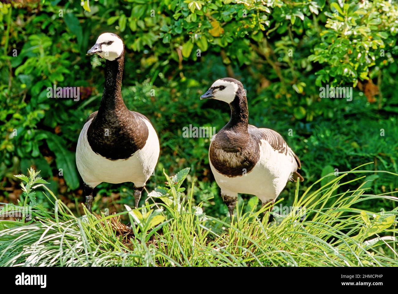 The barnacle goose (Branta leucopsis) belongs to the genus Branta of ...